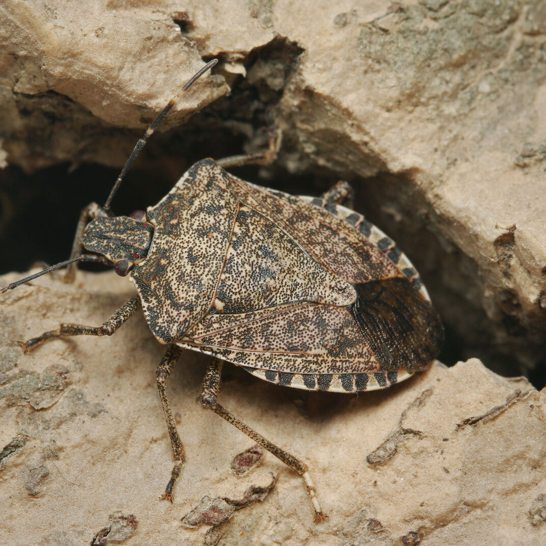 Stink bugs: Everything you need to know - Wallenius Wilhelmsen