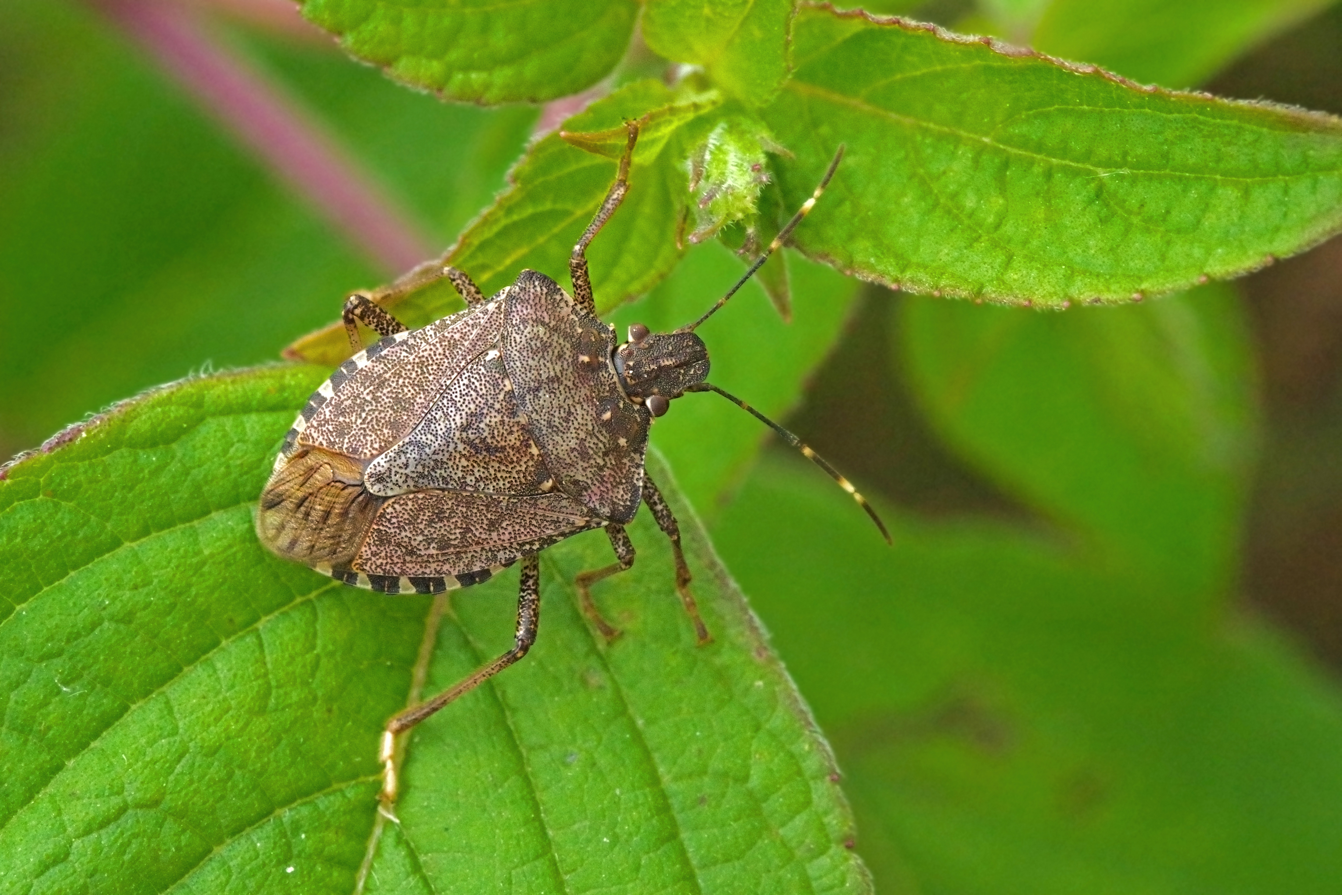 Stink Bugs Pictures And Information Vegetable: Brown Marmorated Stink
