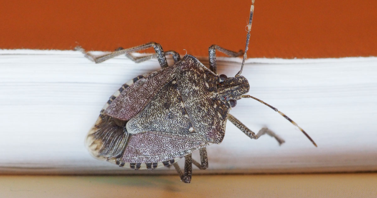 The truth about stink bugs: 6 common myths debunked - Wallenius Wilhelmsen